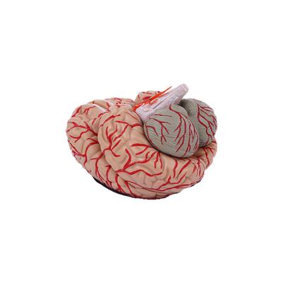 蓝蝶模型人体大脑解剖教具