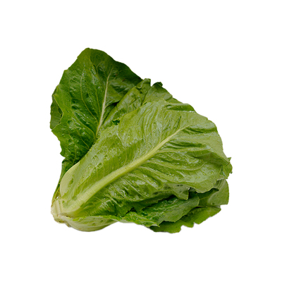 散叶罗马生菜新鲜蔬菜沙拉食材