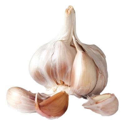 红根蒜苗种子大蒜种籽红皮蒜苗