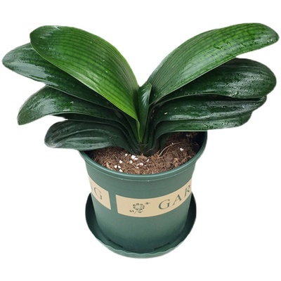 圆头带花苞宽叶植物阳台君子兰