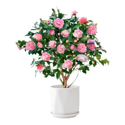 香妃山茶花盆栽带花室内浓香花卉