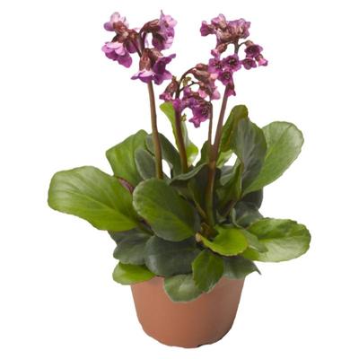 多年生宿根岩白菜种子苗四季