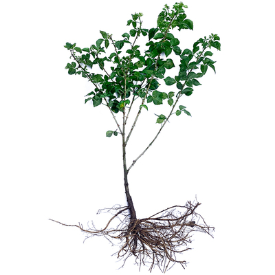 正宗野产药用刺五加苗！新鲜现挖