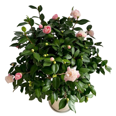 【精品带花苞】香妃山茶花盆栽