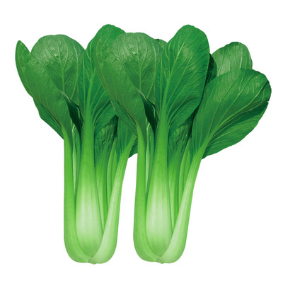 青帮油菜种子高梗小青菜种籽四季播种蔬菜种孑阳台庭院易种菜籽种