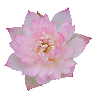 《燕赵夫人》姜永慧微莲苑碗莲