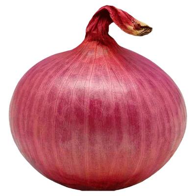 红皮洋葱种子四季秧苗蔬菜
