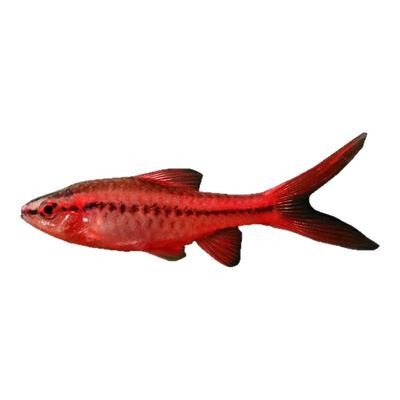 长尾红玫瑰樱桃灯鱼小型观赏灯鱼