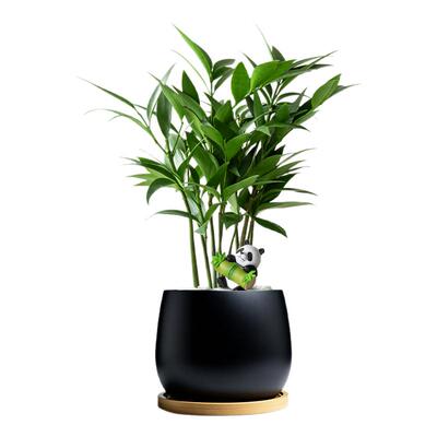 竹柏驱蚊植物办公室绿植盆栽