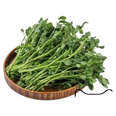 新鲜西洋菜新鲜豆瓣菜酒店炒菜煲汤火锅菜广东西洋菜500g包邮蔬菜