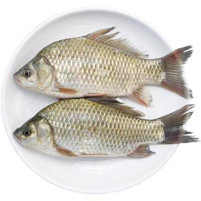 正宗微山湖区鲫鱼新鲜活鱼现杀