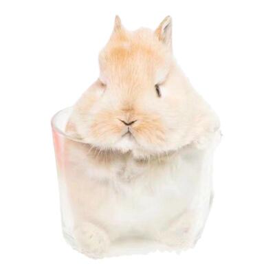 宠物兔道奇猫猫兔德英系安哥拉兔