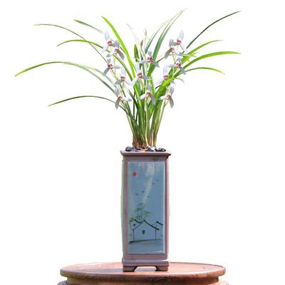 兰花苗素心青山玉泉浓香花卉