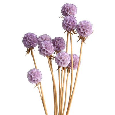 等花来风车果永生花diy松虫果花