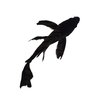 活体鱼苗锦鲤纯种包邮冷水鱼耐活