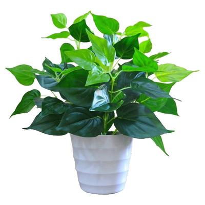 仿真绿萝可水洗永久摆放