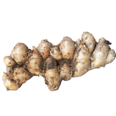 正宗广东新鲜红皮味浓老沙姜山奈