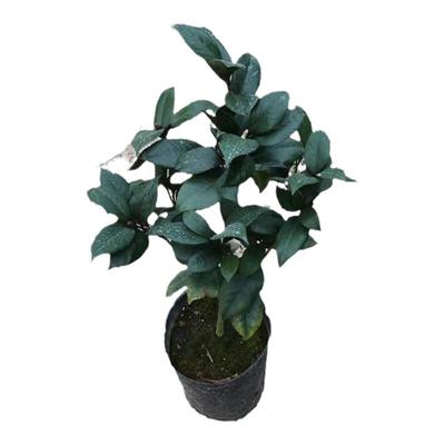 红叶贝拉山茶花阳台绿植盆栽