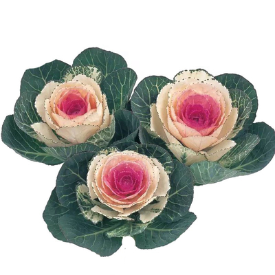 日本羽衣甘蓝叶牡丹露台庭院花苗