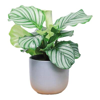 青苹果竹芋盆栽室内水培绿植耐阴好养北欧富贵竹绿萝桌面净化空气