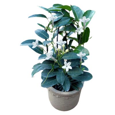 花明月马达加斯加茉莉新品种