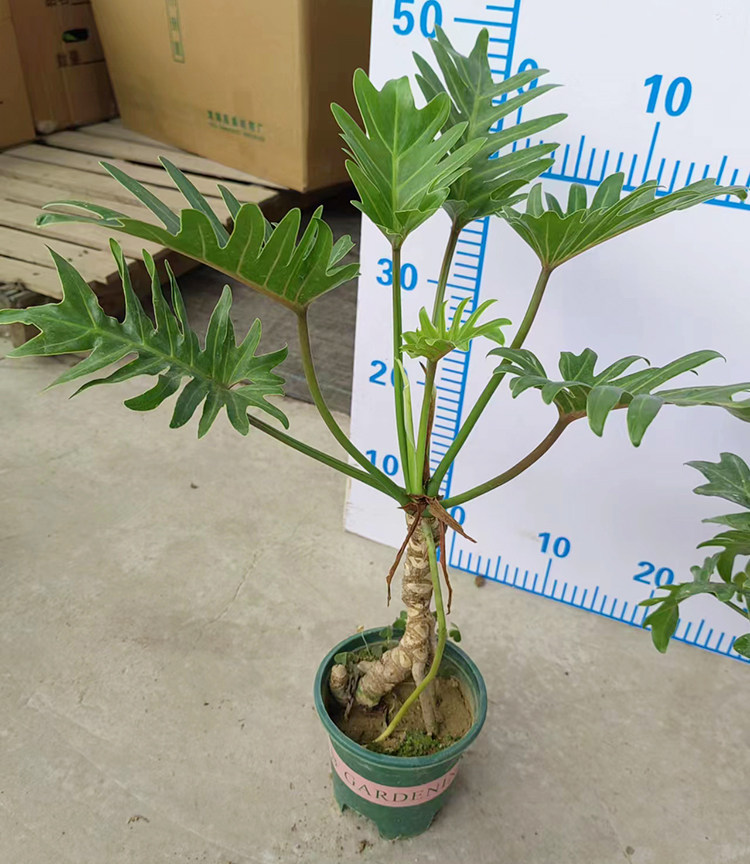春羽盆栽蔓绿绒北欧绿植盆栽室内好养耐阴植物老桩净化空气吸甲醛