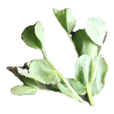顺丰包邮苏北特产豌豆苗 豌豆荚新鲜现摘现发火锅食材露天生长