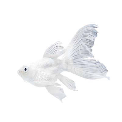 德系玛雅熊猫黑白红蝴蝶鲤球体