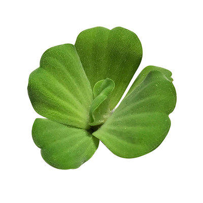 水芙蓉浮草养鱼躲避大叶室内庭院