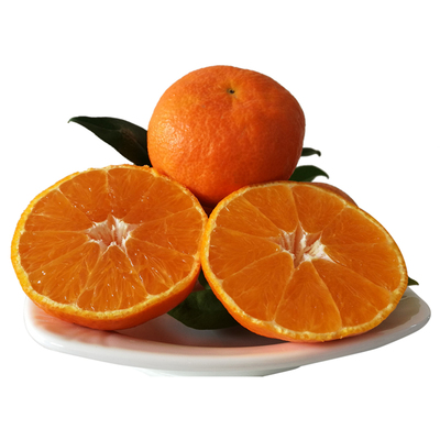 象山象山红美人柑橘果园现摘