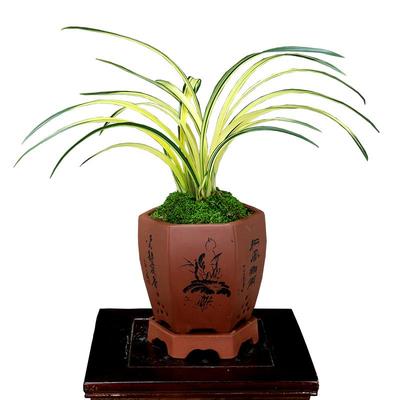 翁源兰花墨兰兰阳之松送礼高端兰