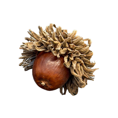 天然麻栎标本装饰干果