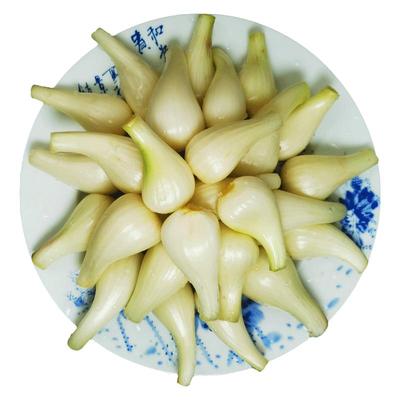 2025现挖藠头新鲜去叶荞头蔬菜