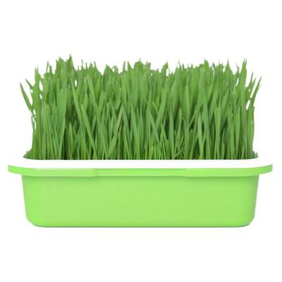 小麦草种子芽苗菜猫草寿禾