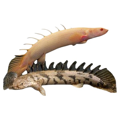 恐龙鱼活体虎斑恐龙王红眼九节金恐龙淡水大型热带观赏鱼