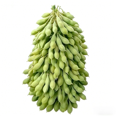 早熟高产抗病非转基因毛豆种子