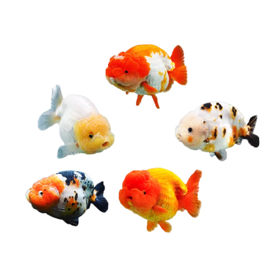 兰寿金鱼冷水鱼观赏鱼小红鱼苗活体观赏鱼泰狮金鱼好养易存活