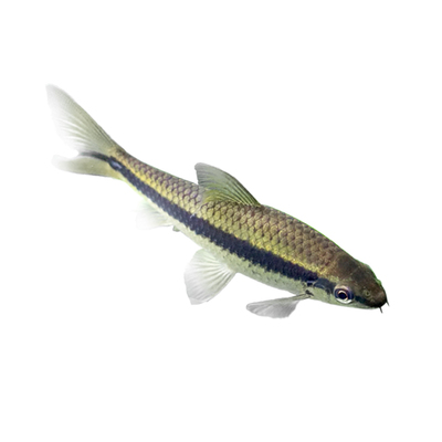 黑线飞狐鱼清洁鱼观赏鱼工具