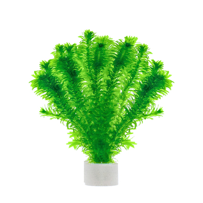 蜈蚣草水草植物养龟鱼缸造景鱼草缸净水绿植新手养鱼绿菊后景草