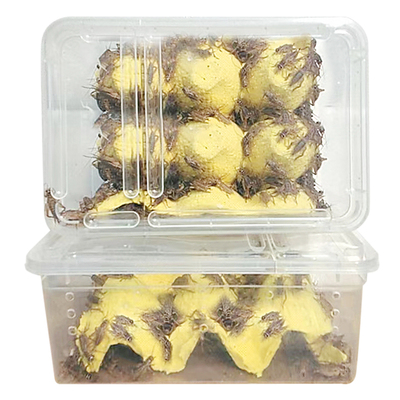 食用白蟋蟀蛐蛐活物针头小蟋蟀粮