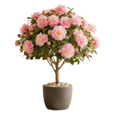 香妃山茶花盆栽四季植物浓香开花