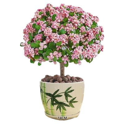 金枝玉叶老桩盆栽棒棒糖造型好养