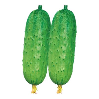 旱黄瓜阳台盆栽水果蔬菜四季