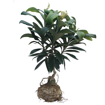 杭州塘栖软条白沙枇杷苗