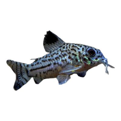 热带鱼鼠鱼淡水吸食残渣