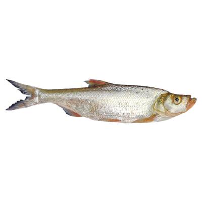 鲜活现杀翘嘴白鱼现捕现杀