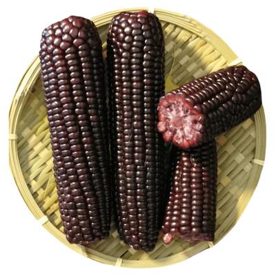 山西忻州青玉黑糯玉米3根品尝装