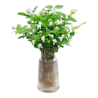 茉莉花苗盆栽四季带花苞