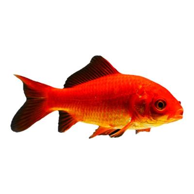 草金鱼苗观赏冷水耐活好养淡红白