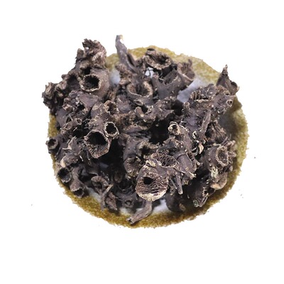 东北野生升麻中药材精选升麻500g